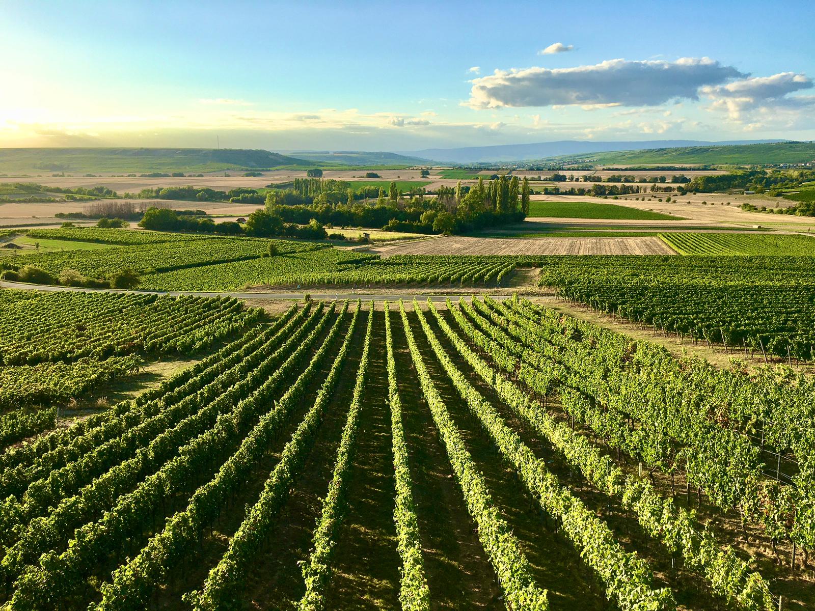 Auf den Spuren der geplanten Hiwwelroute Saulheim - Saulheim